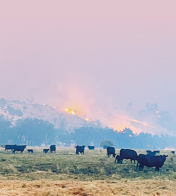 California Bountiful