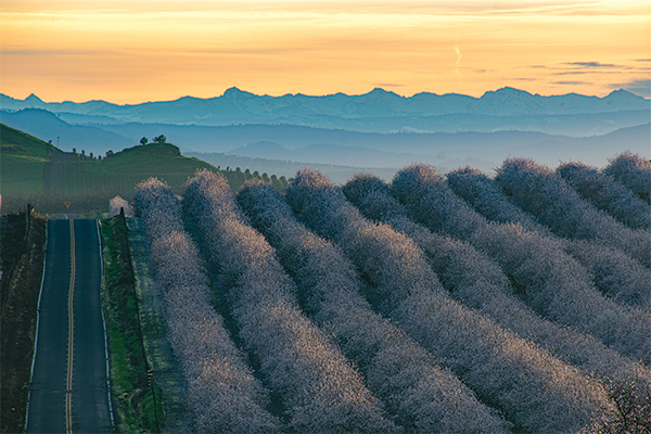 California Bountiful