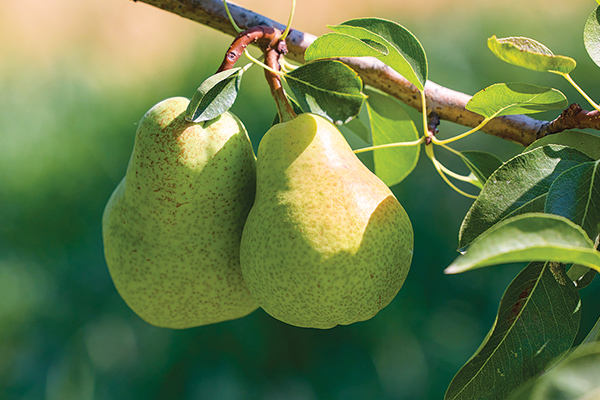 California Bountiful