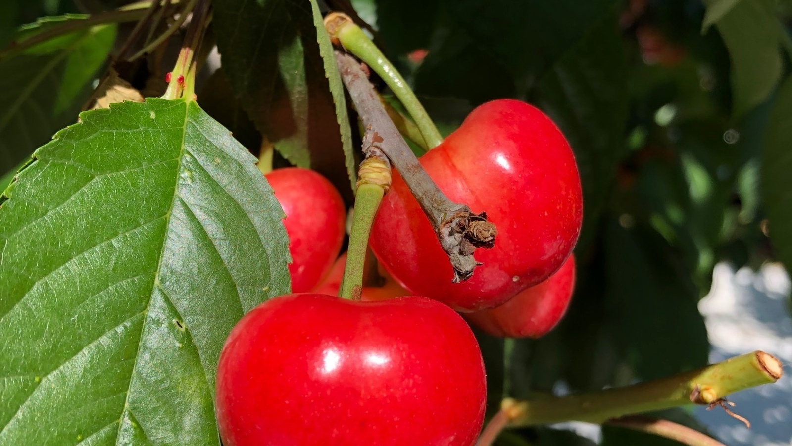 California Bountiful