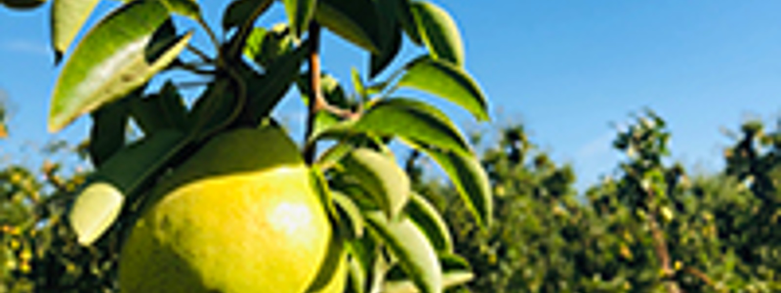 California Bountiful