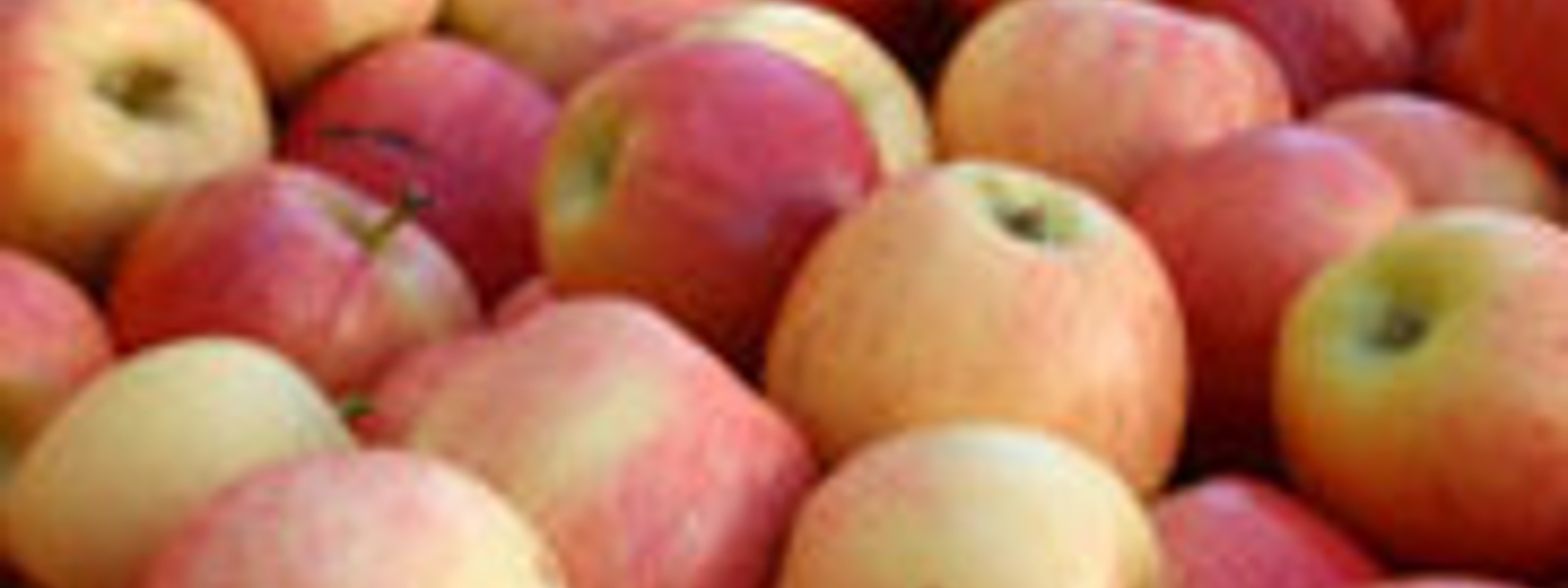 California Bountiful