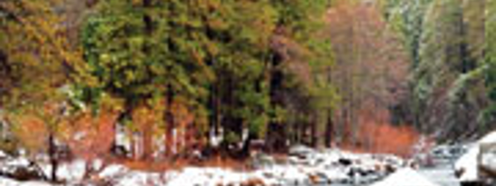 California Bountiful