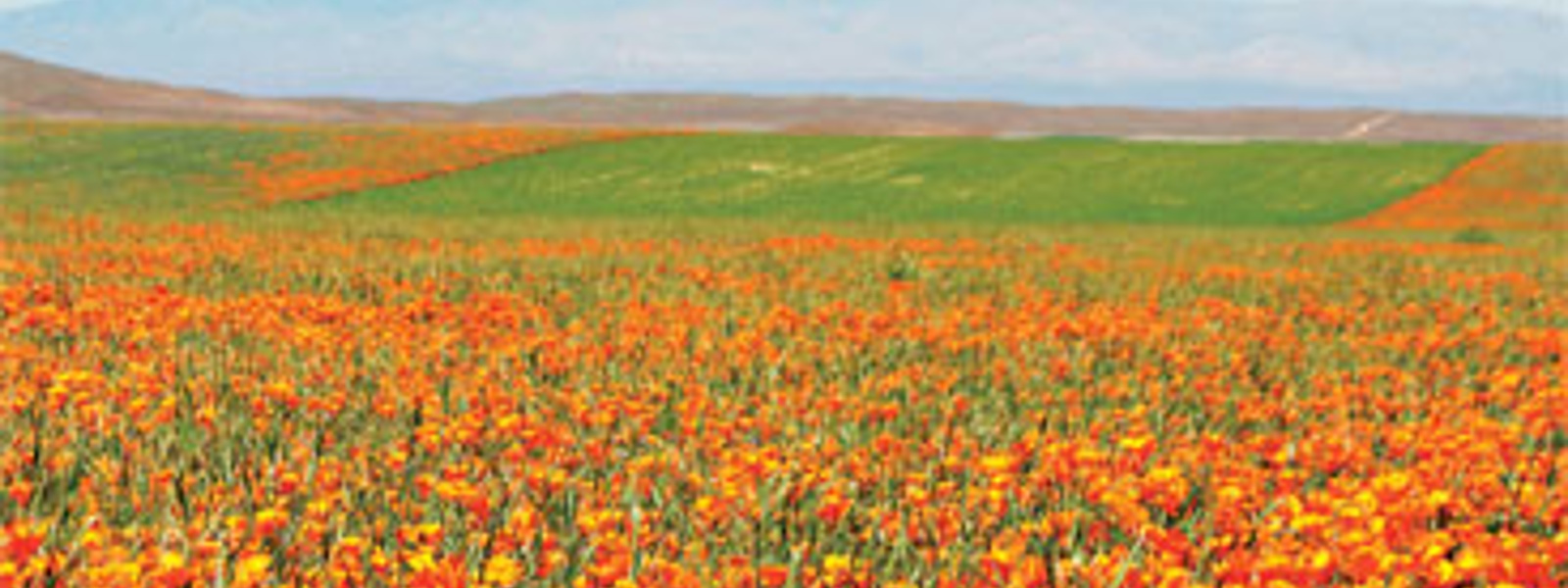 California Bountiful