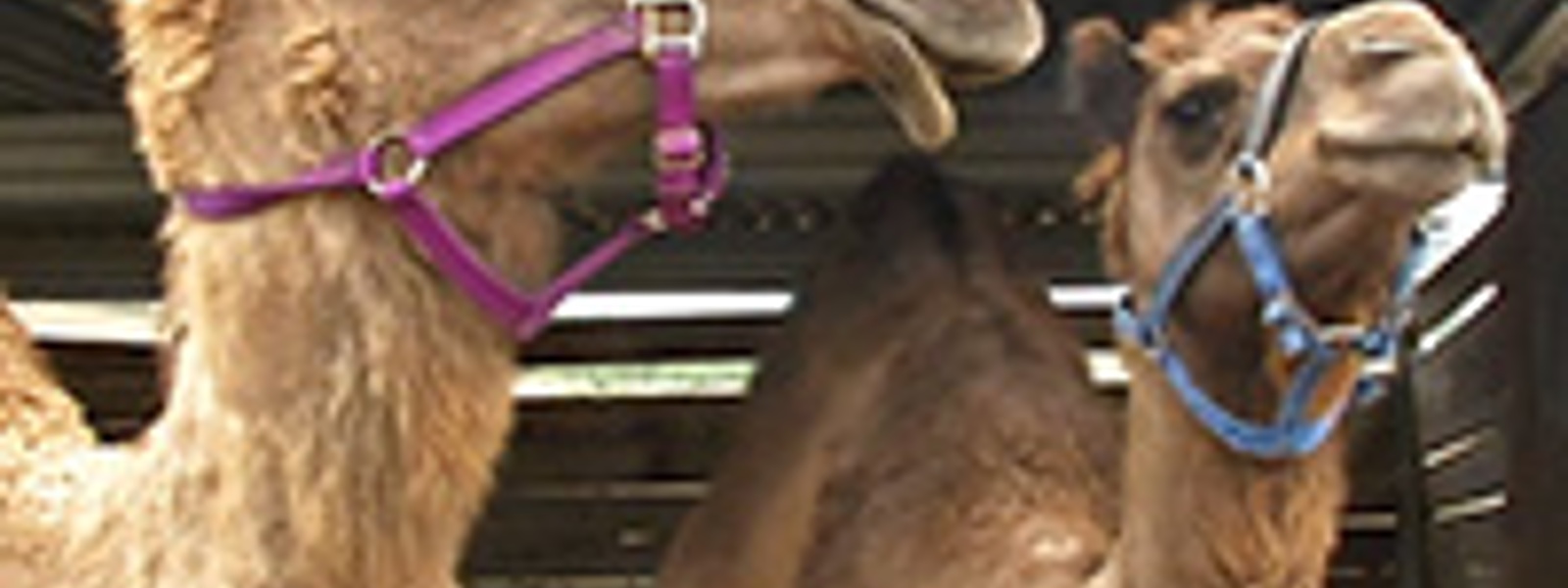 California Bountiful